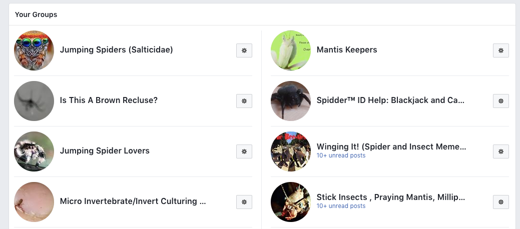 Inside the Delightful World of Bug Facebook | by melissa mcewen | Medium