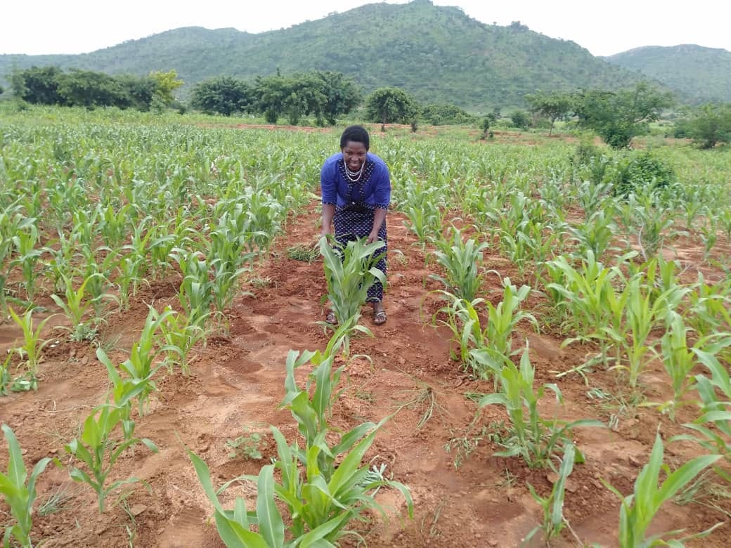 Embracing sorghum farming to improve yields and boost incomes | by ...