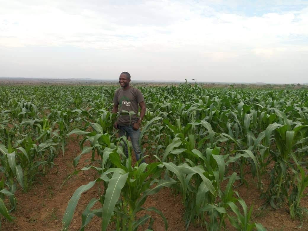 Half-Year, Huge Milestones. Thanks to You. | by Thrive Agric | Hectare ...