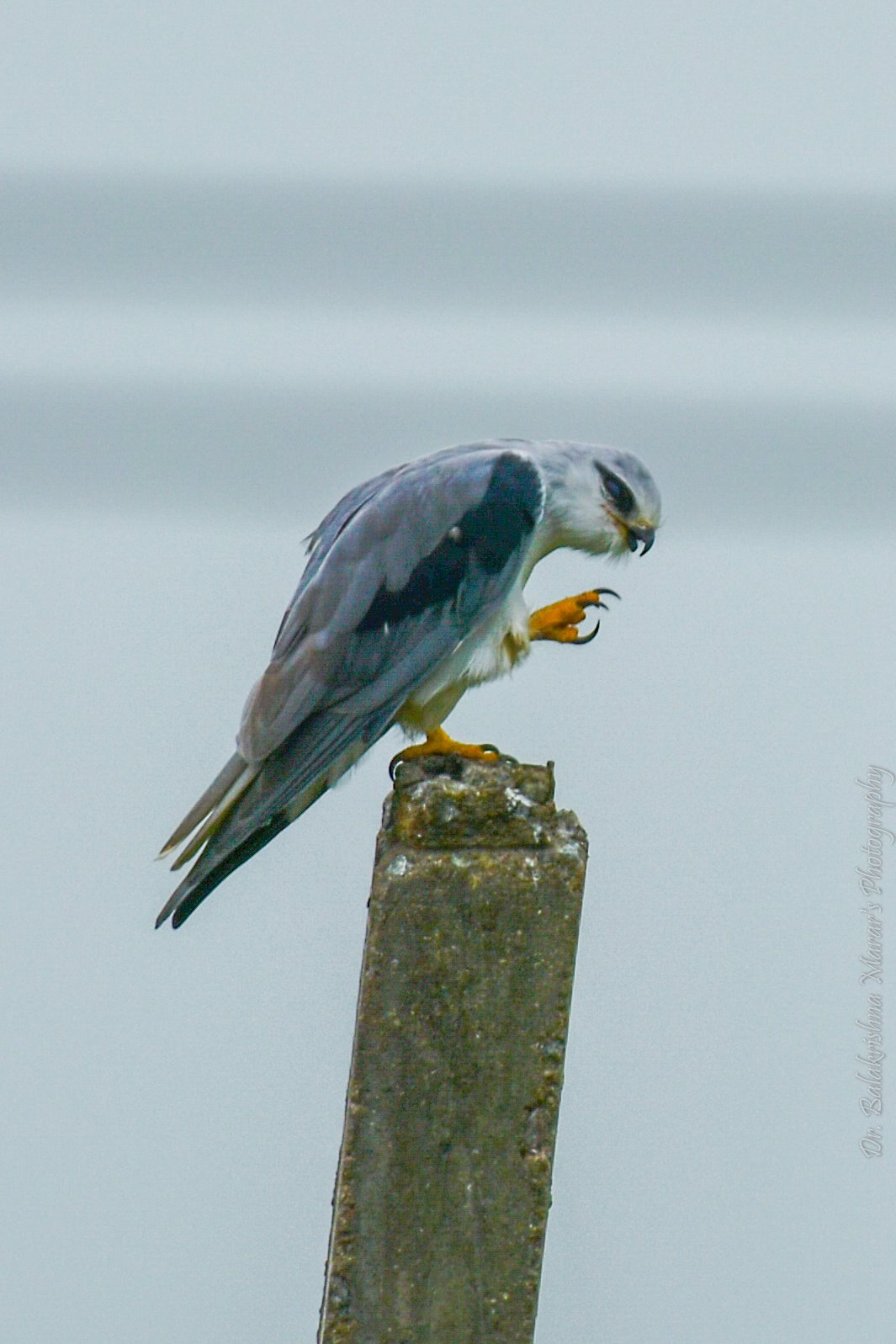 169th Birdwalk at Edulabad Lake, Hyderabad - HBP Birdwalks - Medium