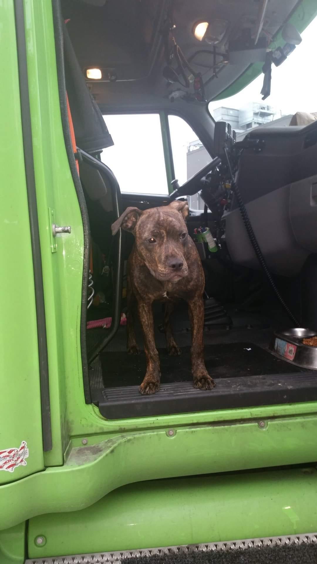 Trucking Pets: Driving America One Paw at a Time - Truckers Driving ...