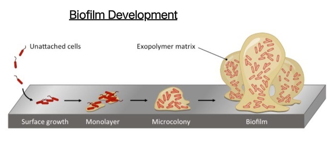 Biofilms: A blessing or a curse?. A glance at the remarkable microbial ...