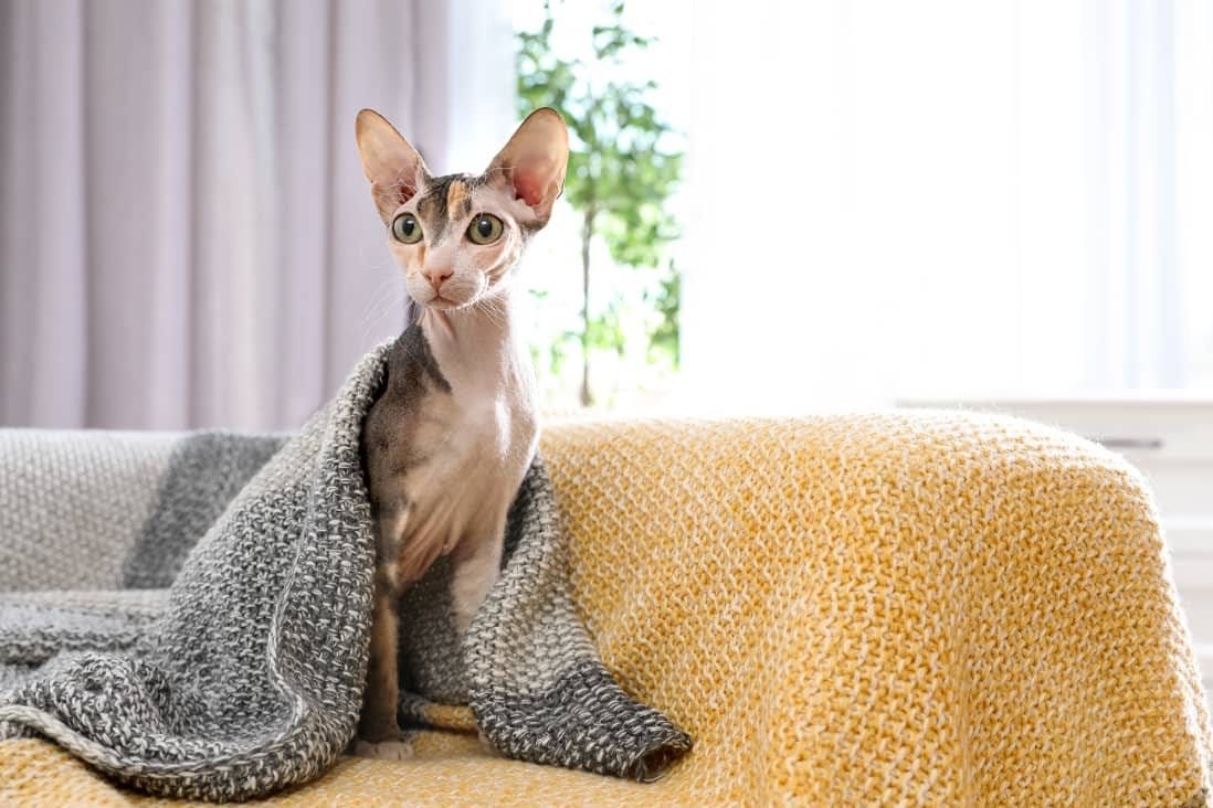 Got Allergies? Fur-get About It!. There are many ways to safely welcome ...