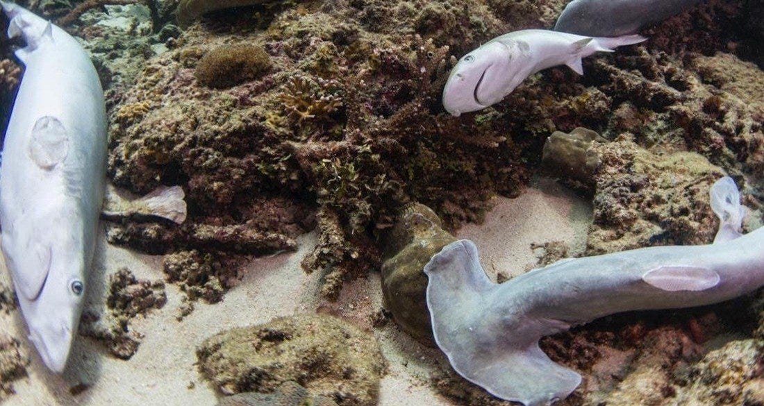 The Extinction of Sharks?. One of the oceans most feared predators ...