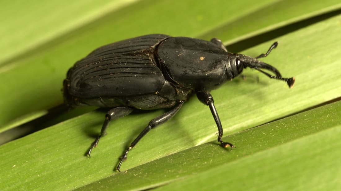 Helping little girls grow tall, one dead weevil at a time