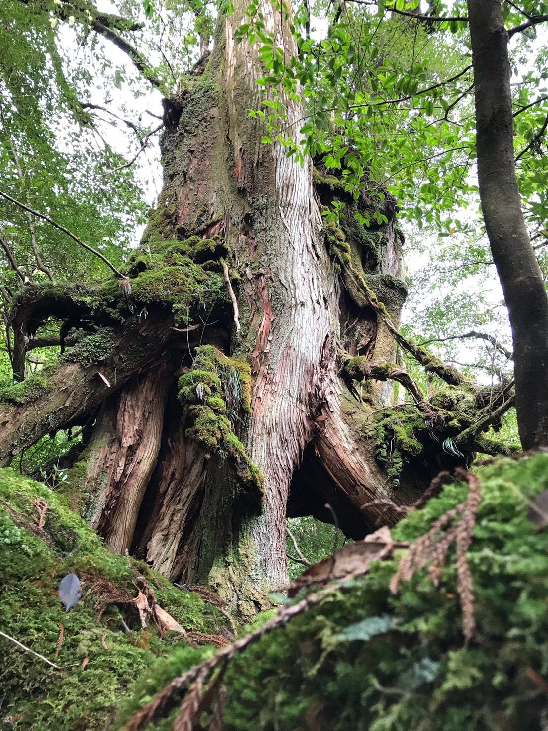 Yakushima, the island of ancient cedars | by MundiGems | Meaningful ...