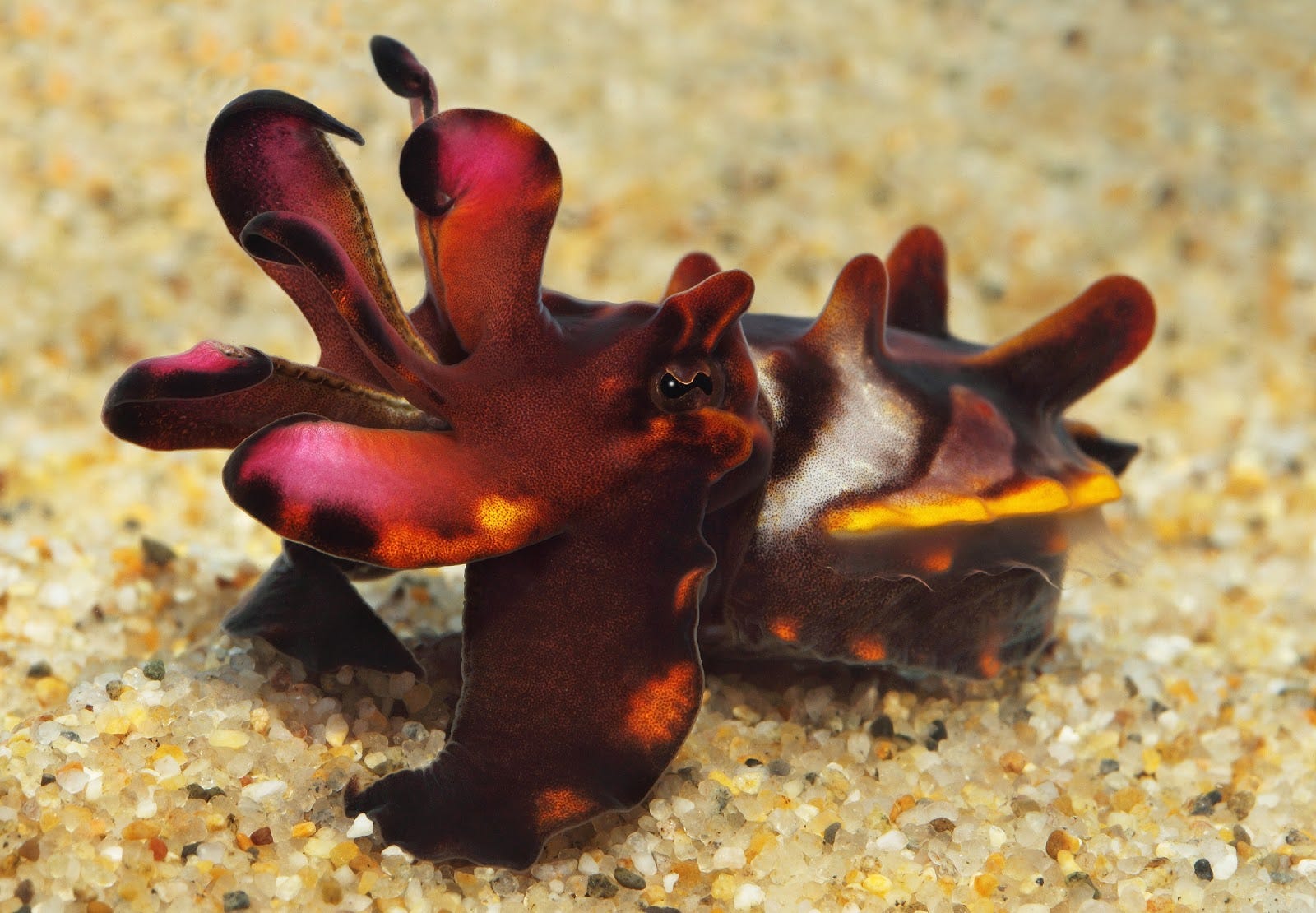 The flamboyant cuttlefish is dazzling, but is it venomous?