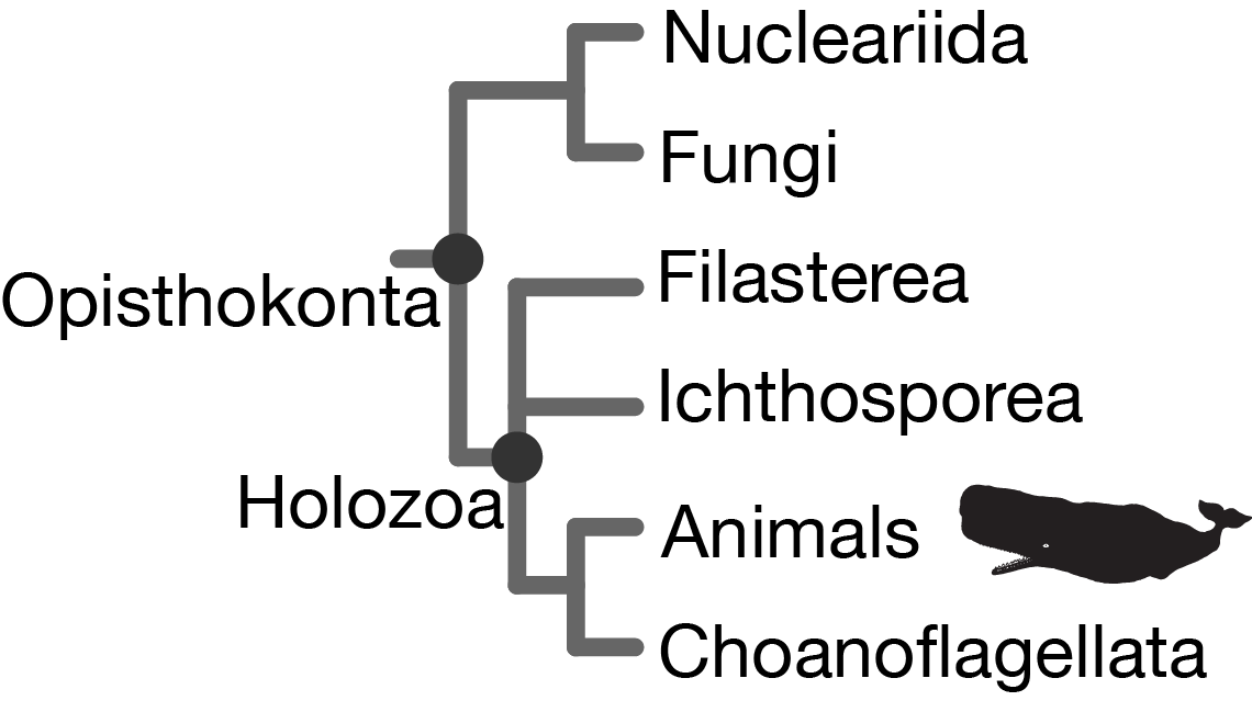 Who is our most distant animal relative? | by Casey Dunn | Medium