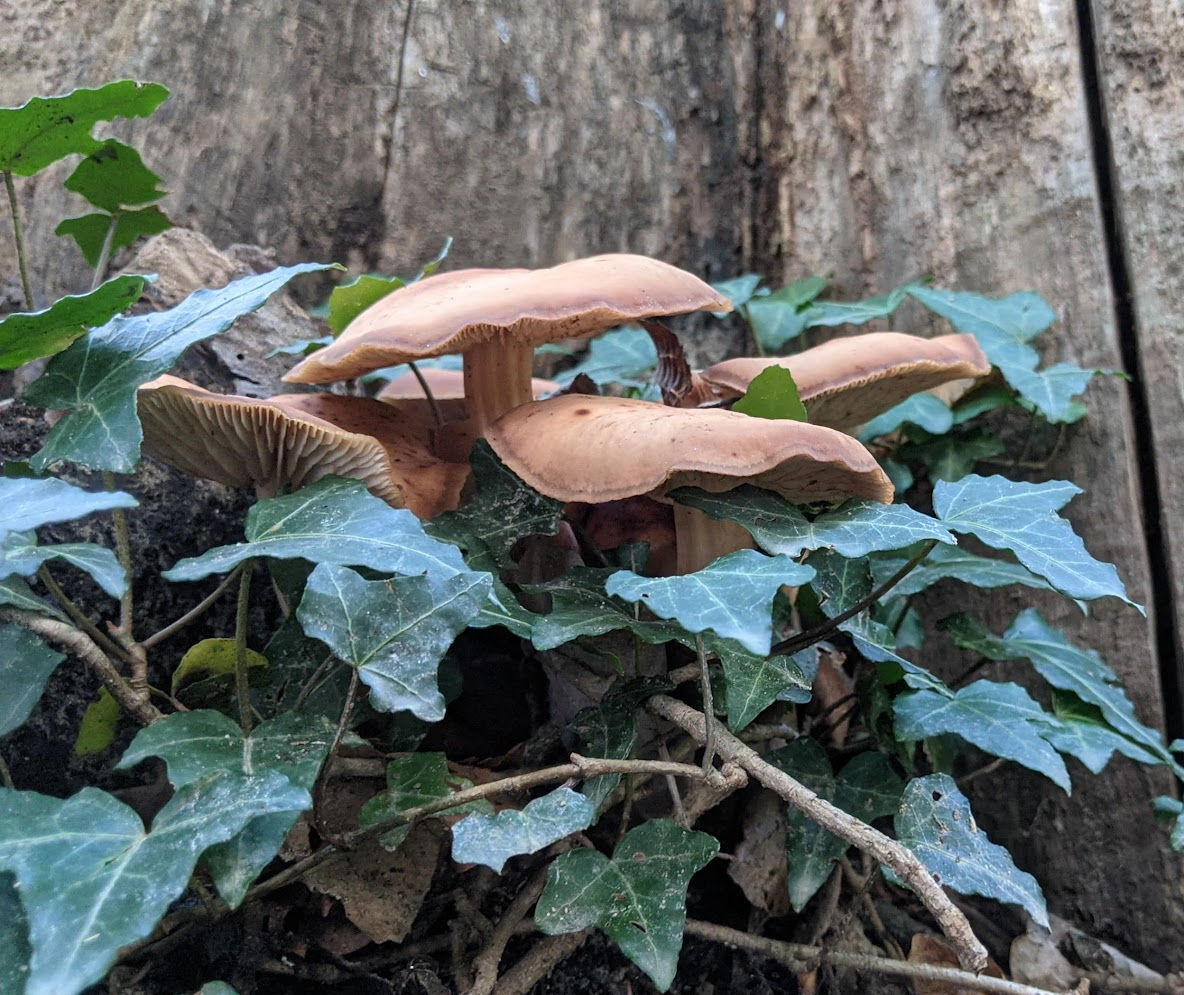 Mushroom stairs. And bracing for the fall. | by LucianoSphere | Weeds ...