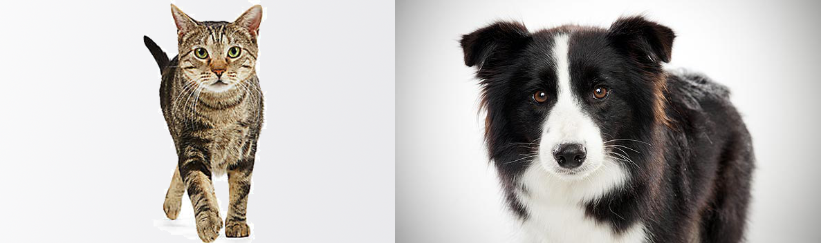 Understanding Machine Learning—with pictures of cats and dogs.