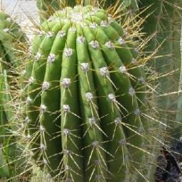 Cactus Horizon – Medium