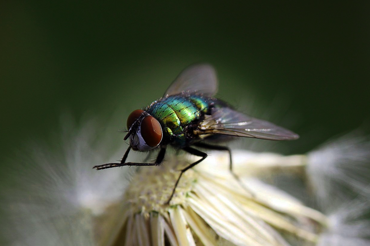 Why do flies always rub their legs | by Evgeny | Aug, 2020 | Medium