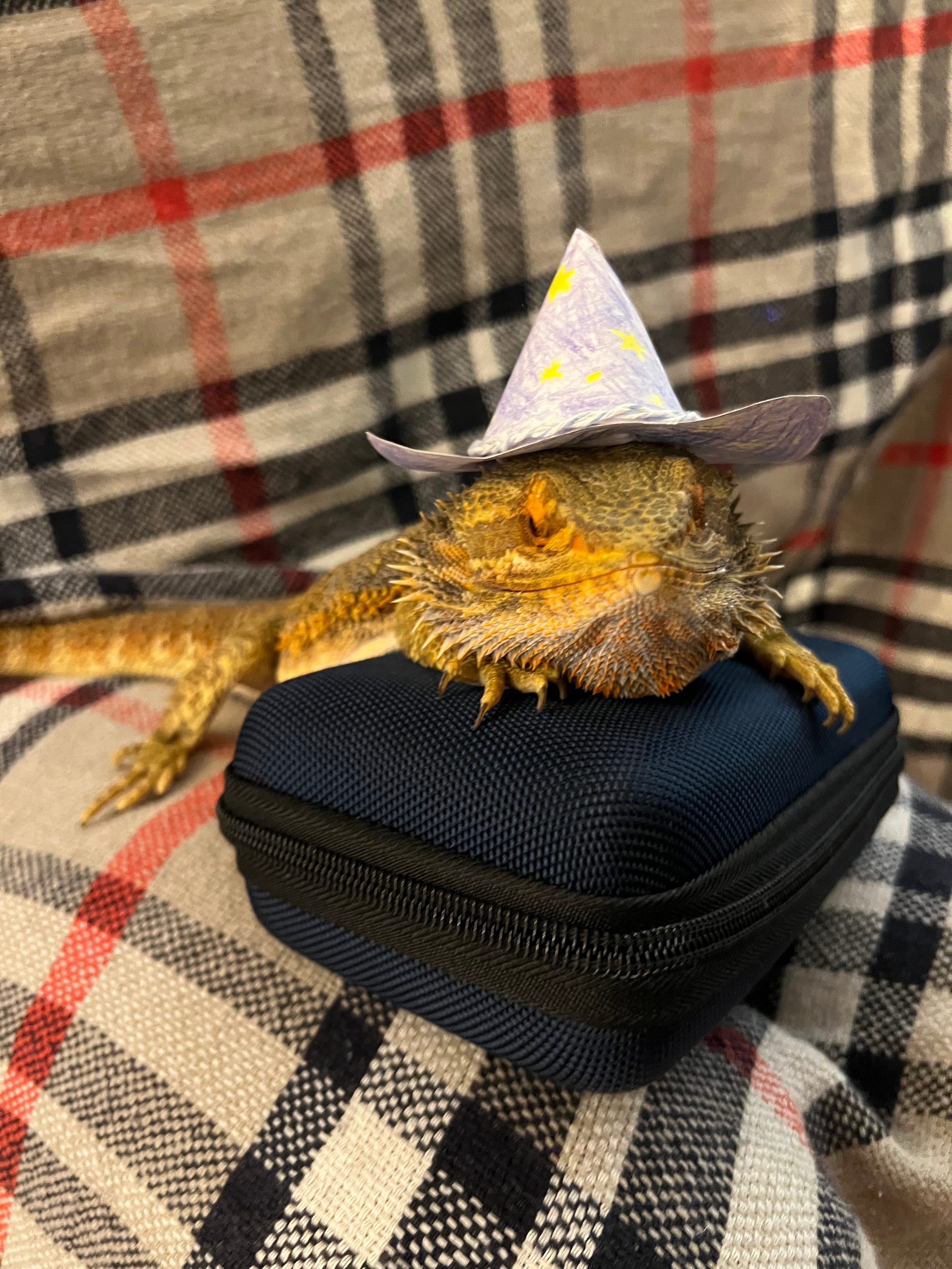 Roger the Wizard Lizard – Medium
