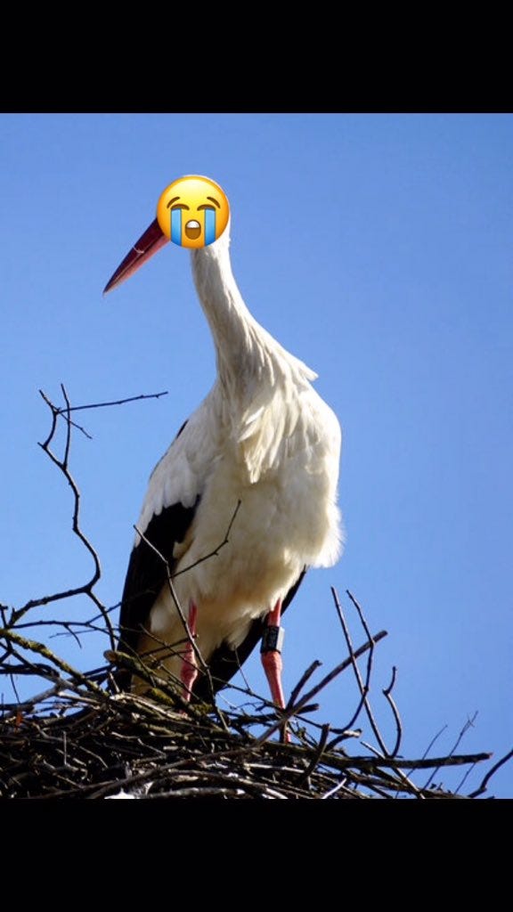 People following The Sad Stork