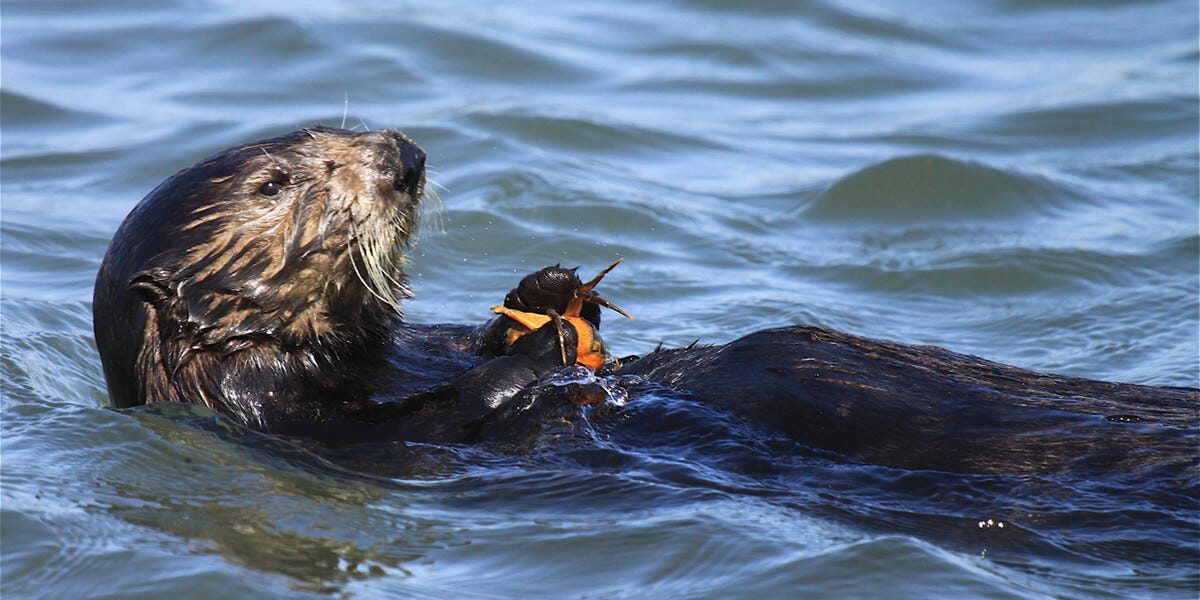 5 Animals You May See at the Beach, Thanks to Endangered Species Act