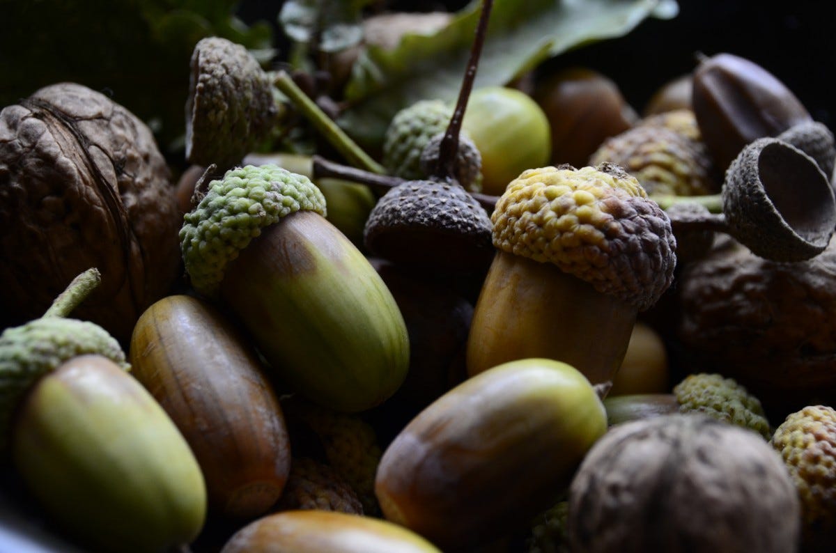 About – Just Seeds. – Medium