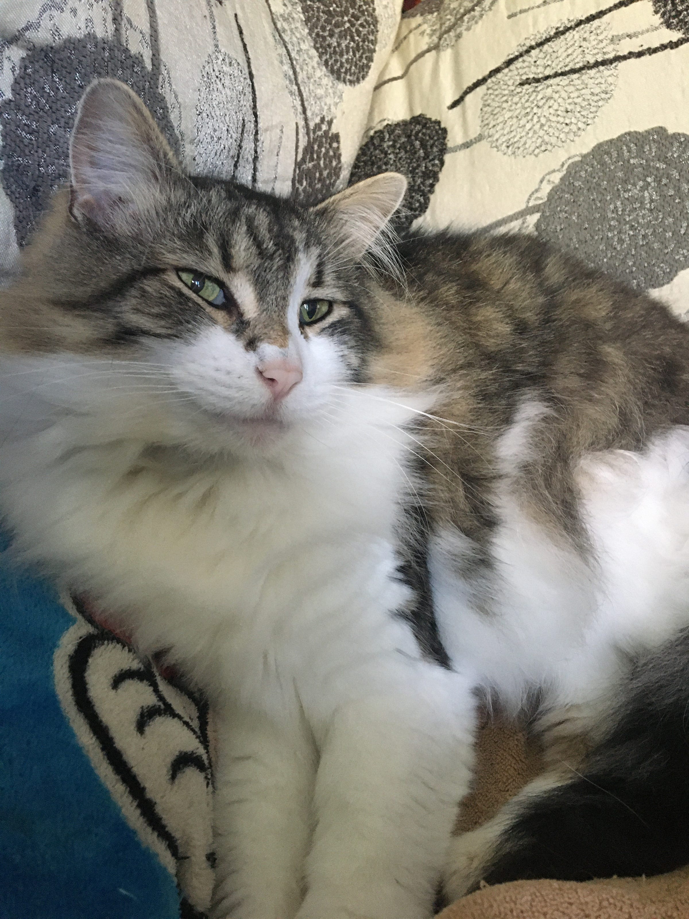 My Cat Cooper