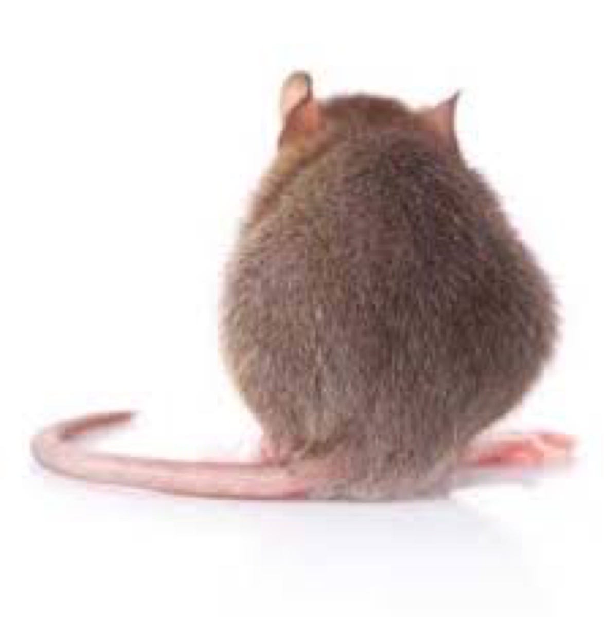 People followed by The Rat’s Ass