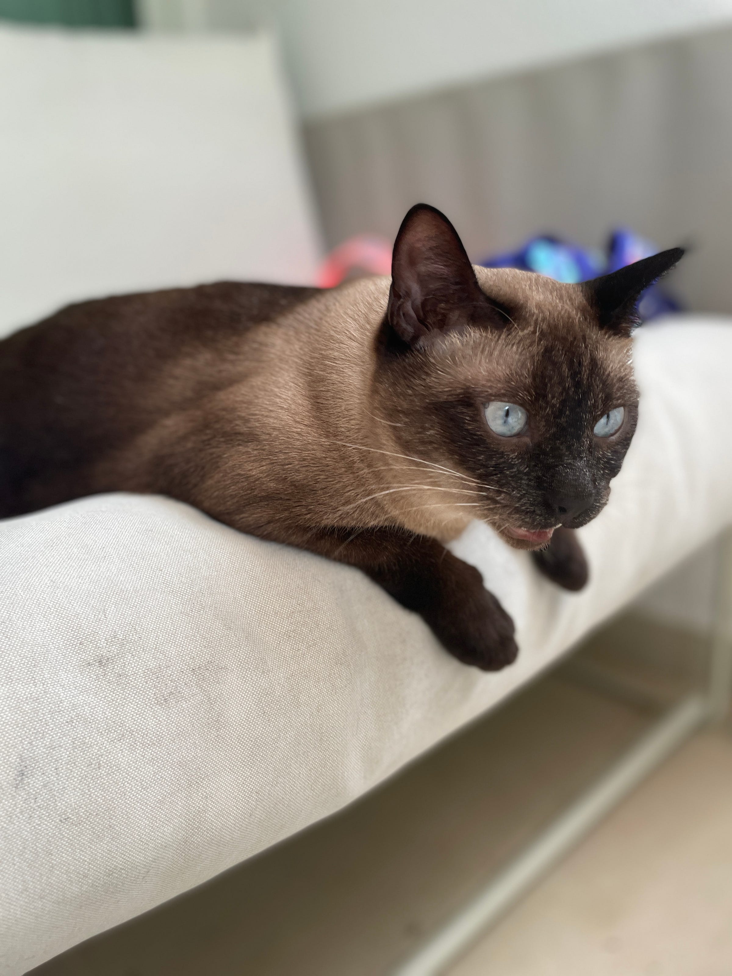 smiley face cat – Medium