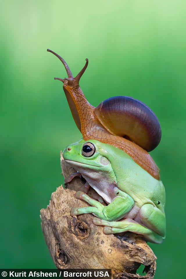 About – Skink – Medium