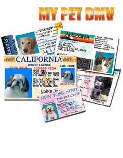 MyPet DMV – Medium