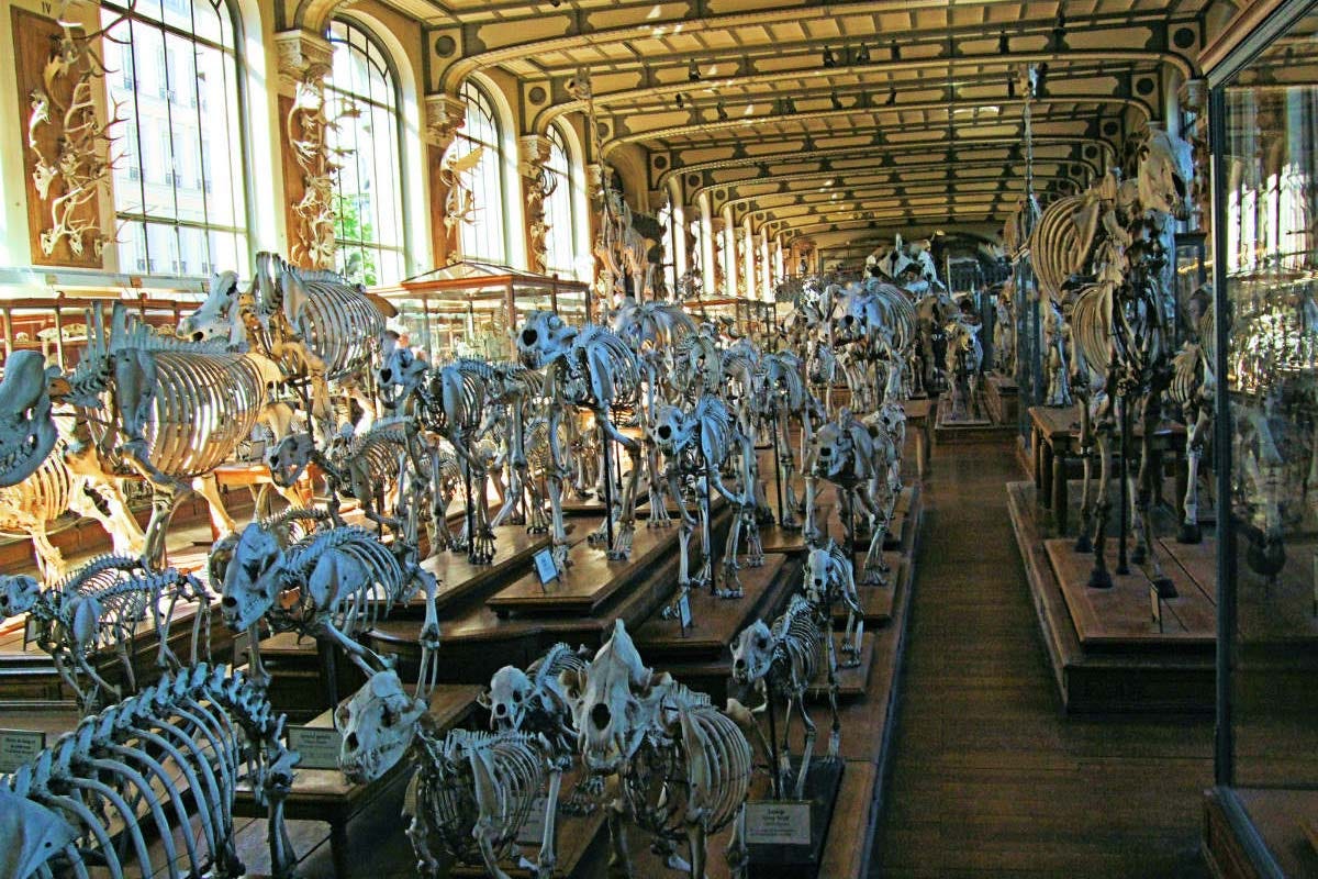 Noah’s Ark is Alive (and Dead) in Paris | by Fathom | The Fathom ...