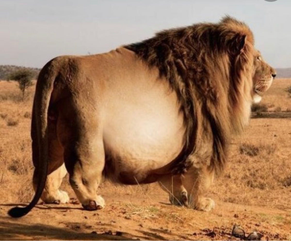 A Fat Leo – Medium