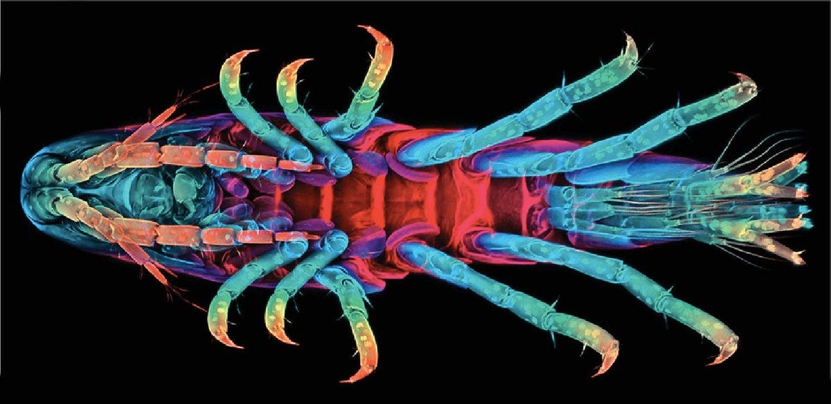 Shrimp legs put imaging technique through its paces | by eLife | Life’s ...