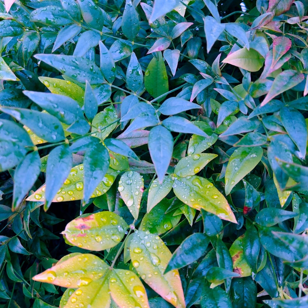 Jason Summercamp – Medium