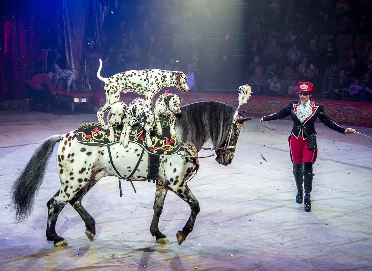 Weekend in the Circus(!). This weekend I had a very interesting… | by ...