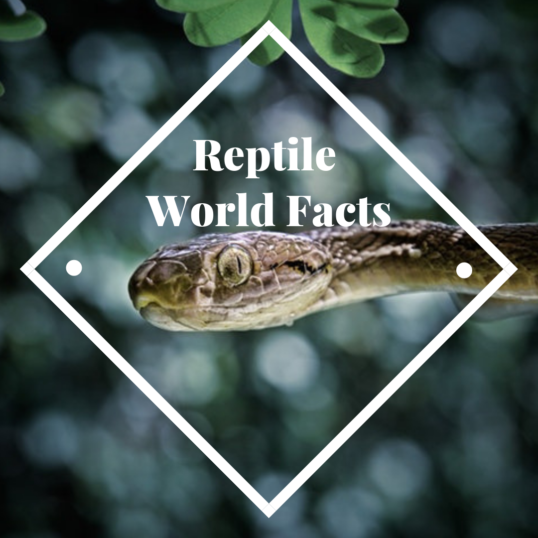 People followed by Reptile World Facts