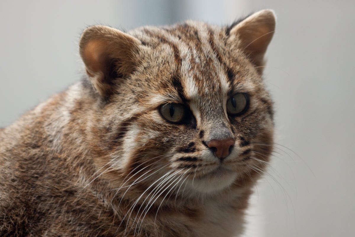 Let’s go see the Tsushima Leopard Cat! | by International House ...