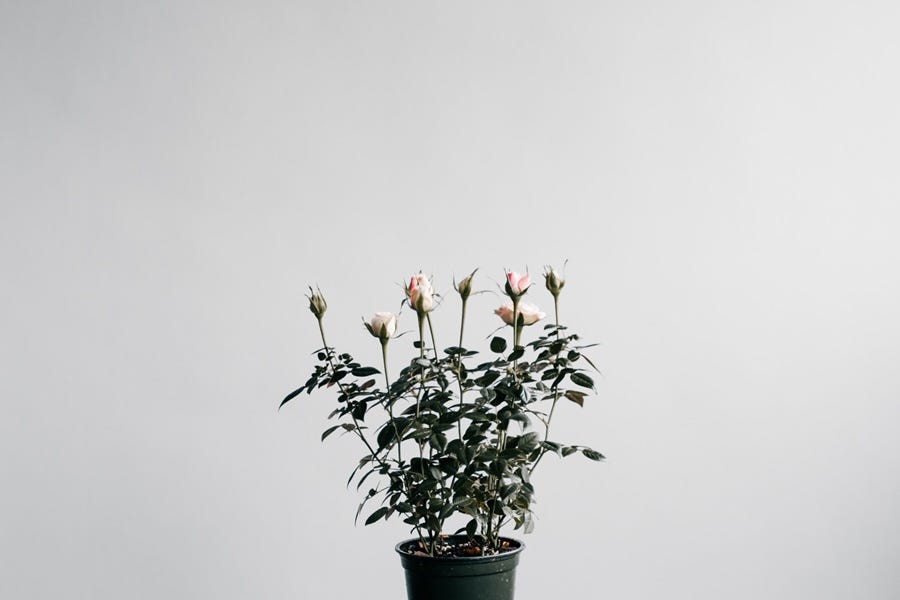 Rose Hai – Medium