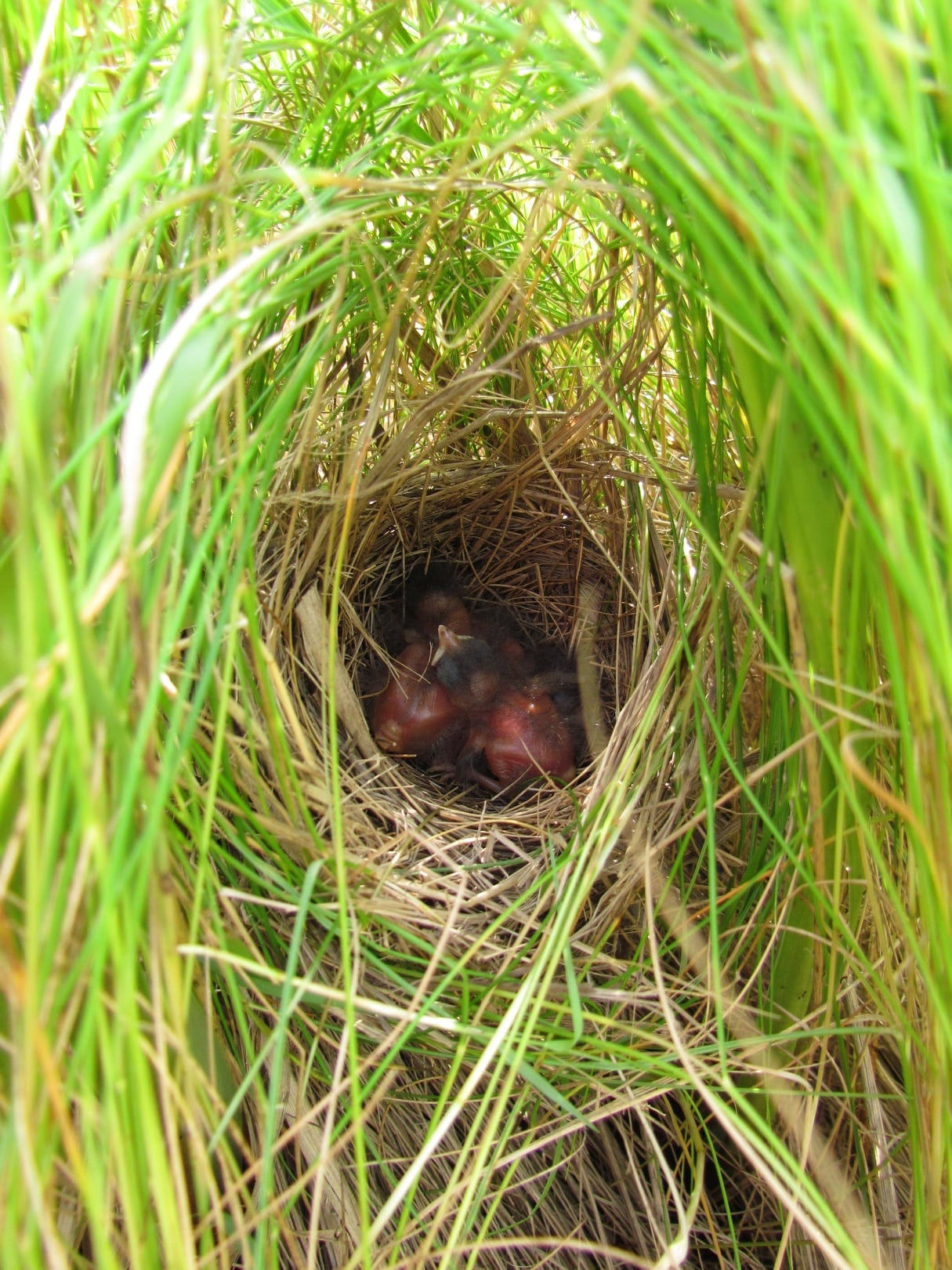 Saving a half-hidden treasure: Get to know the saltmarsh sparrow | by U ...