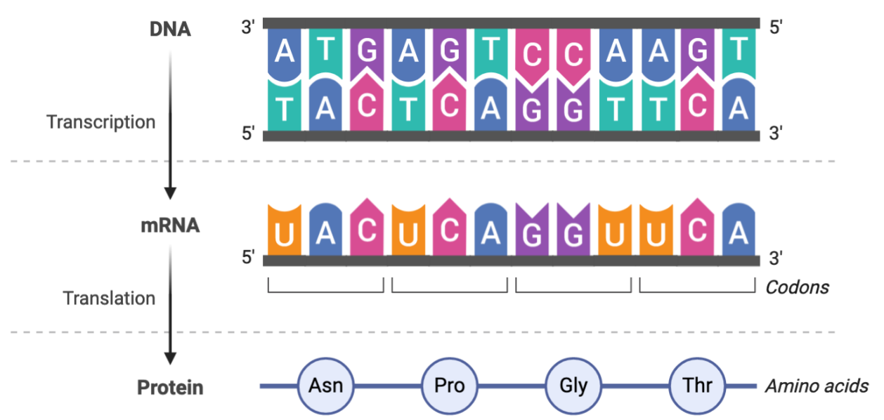 Scientists Have Genetically Engineered Two Babies with the CCR5 Delta32 ...