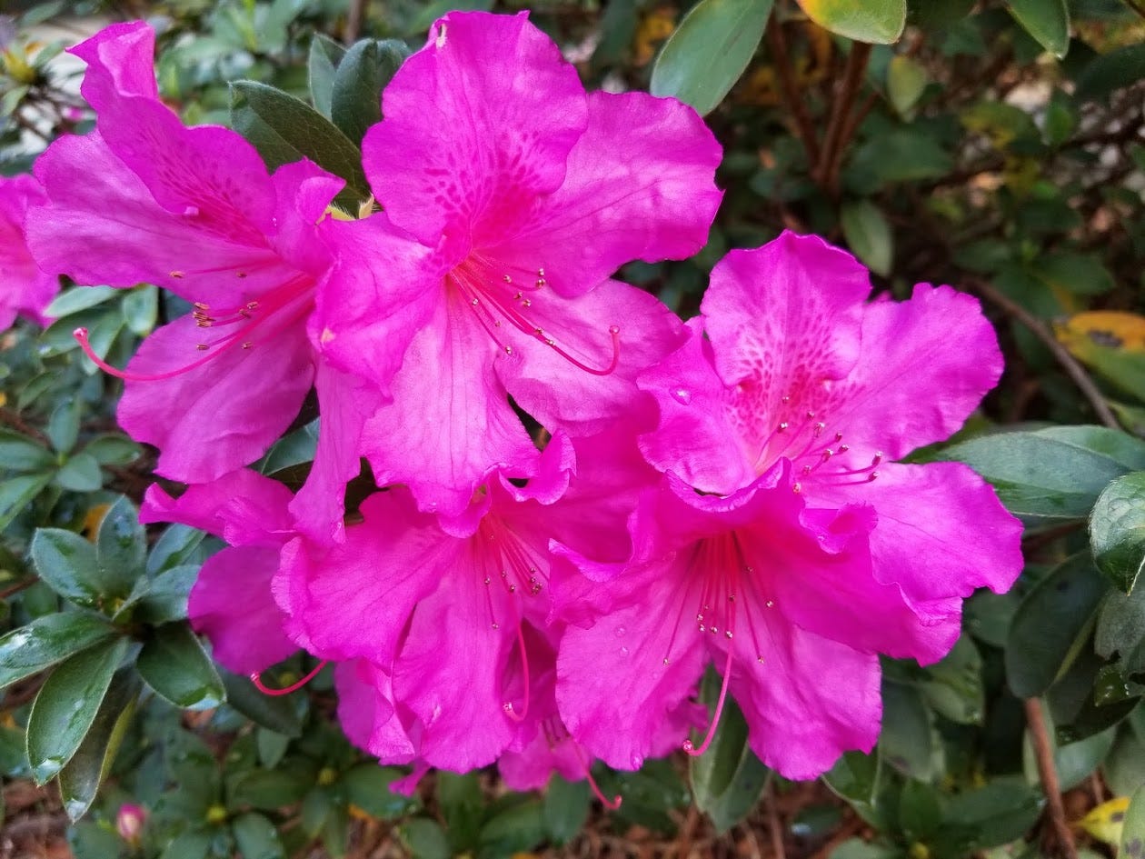 The First Azalea Bloom. A poem about warm winters | by Dennett | Weeds ...