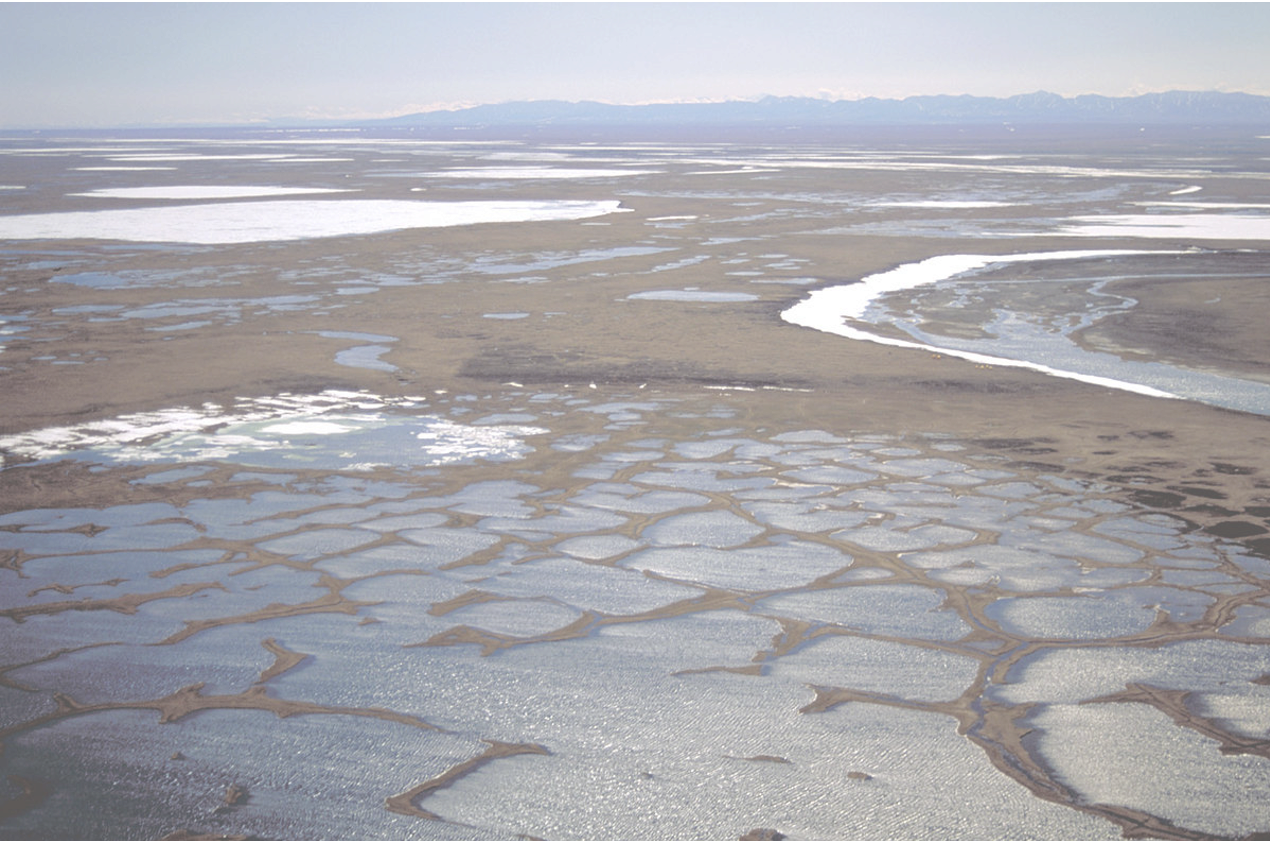 What the Tundra Tells: Water Bird Population Trends in the High Arctic ...
