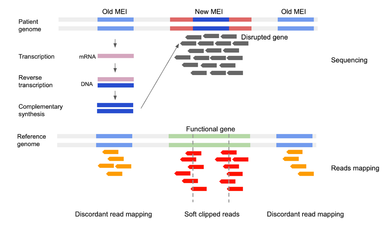 Mobile element insertion (MEI) detection for NGS based clinical diagnostics