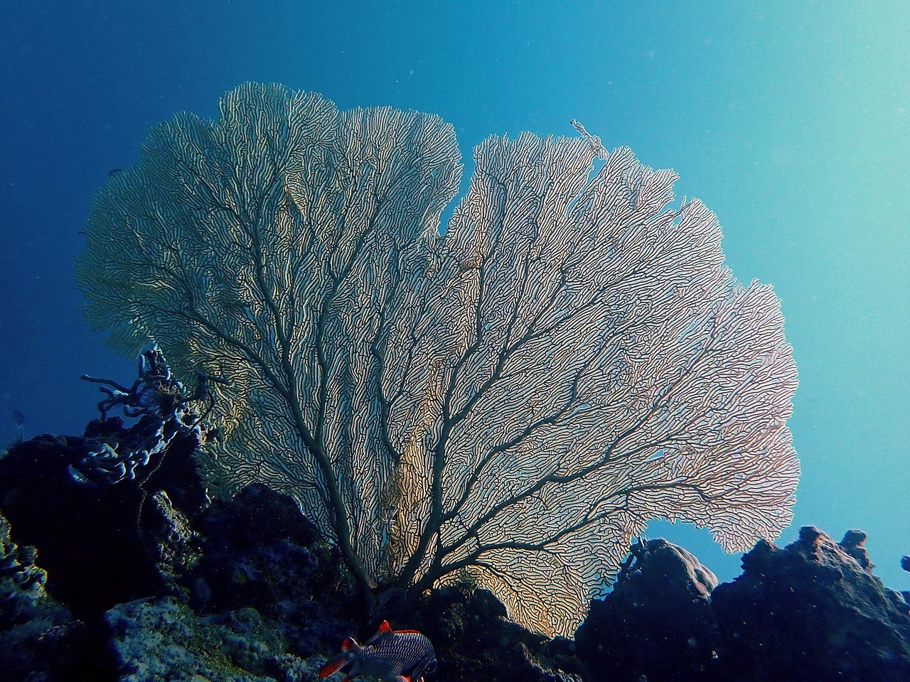 Modeling Organic Branching Structures With The Space Colonization Algorithm And Javascript By