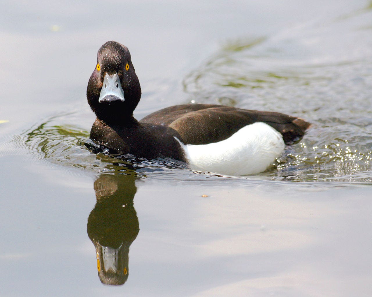 The Duckee Doo story. In a very remote galaxy called Greater… | by ...