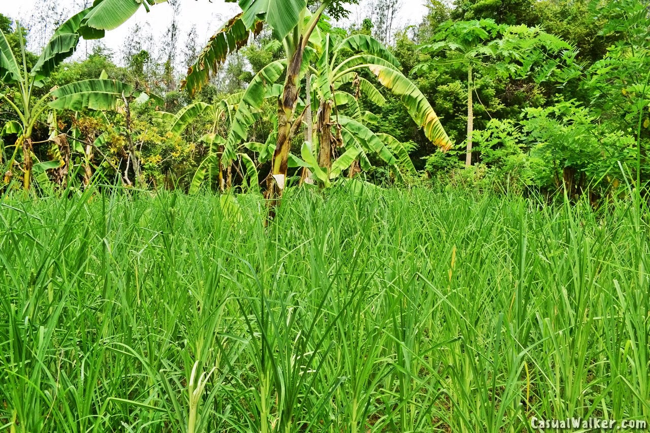 Solitude Farm — Food Discovery Trail, Auroville, Pondicherry Visit ...