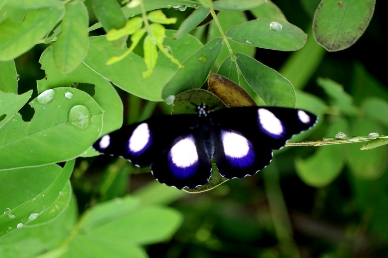 Hunarshala Newsletter — August 2021 | by Tanisha Venkani | Hunarshala ...