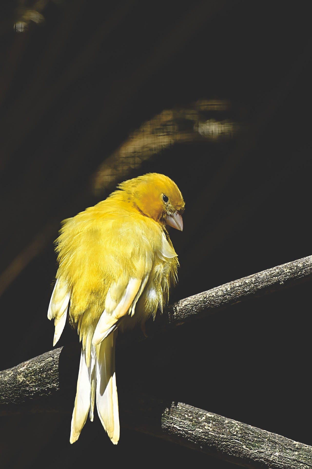 Canary In A Coal Mine - The Story Hall - Medium
