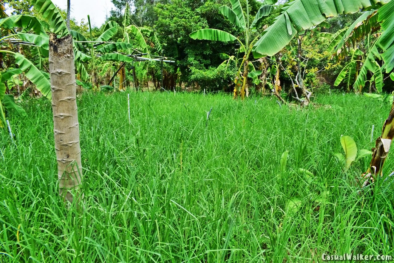Solitude Farm — Food Discovery Trail, Auroville, Pondicherry Visit ...