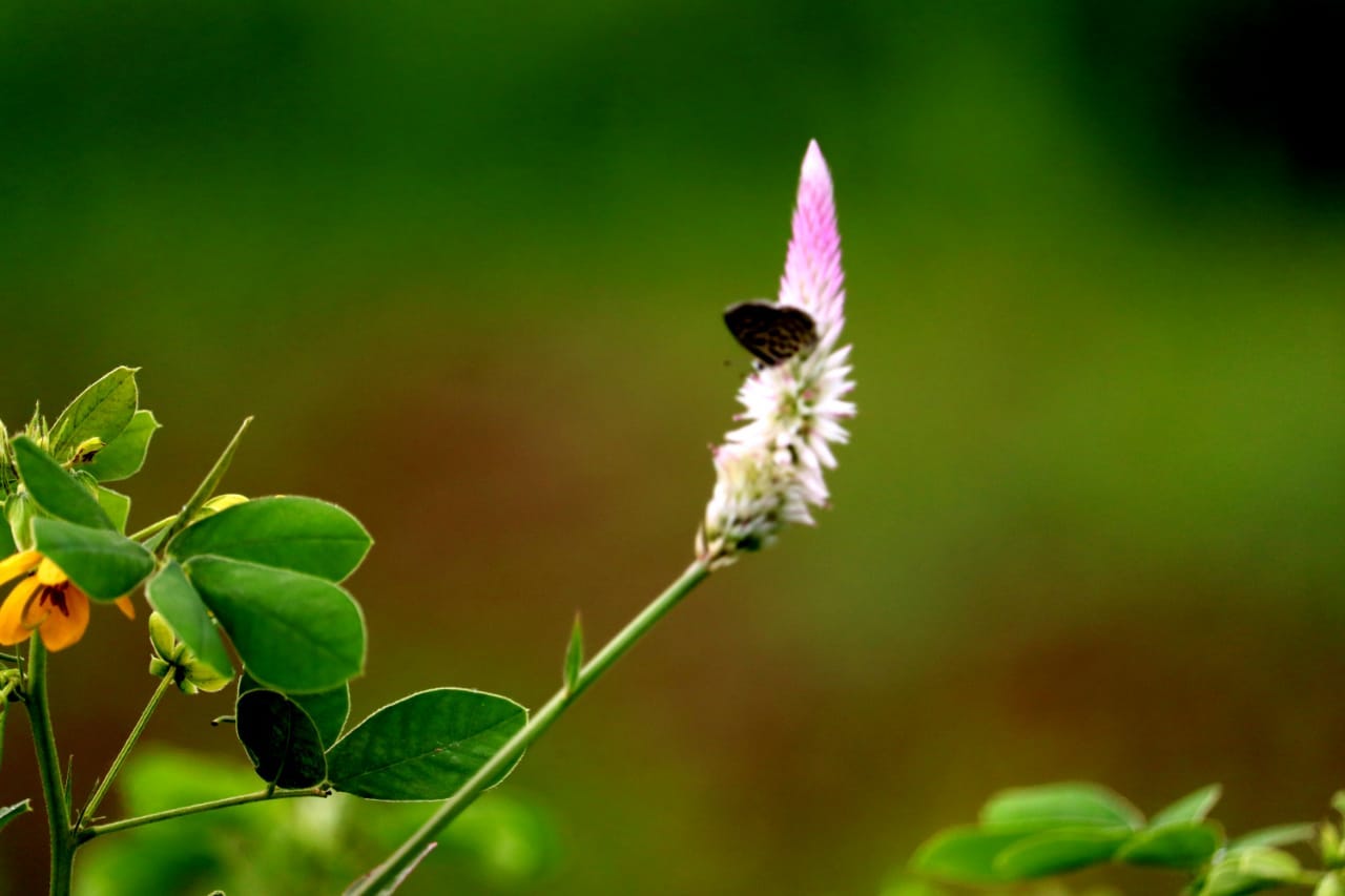 Hunarshala Newsletter — August 2021 | by Tanisha Venkani | Hunarshala ...