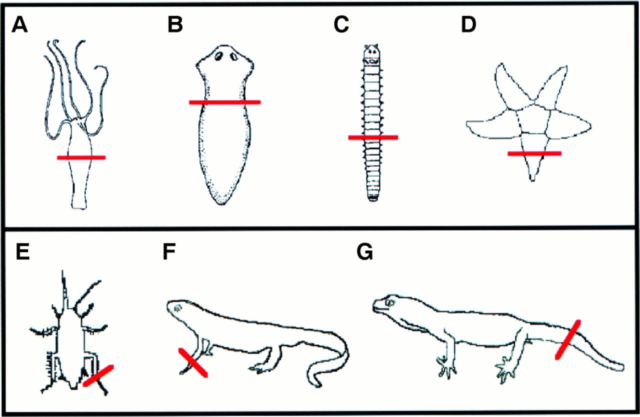 Regeneration In Humans. You might have seen lizards detaching… | by ...