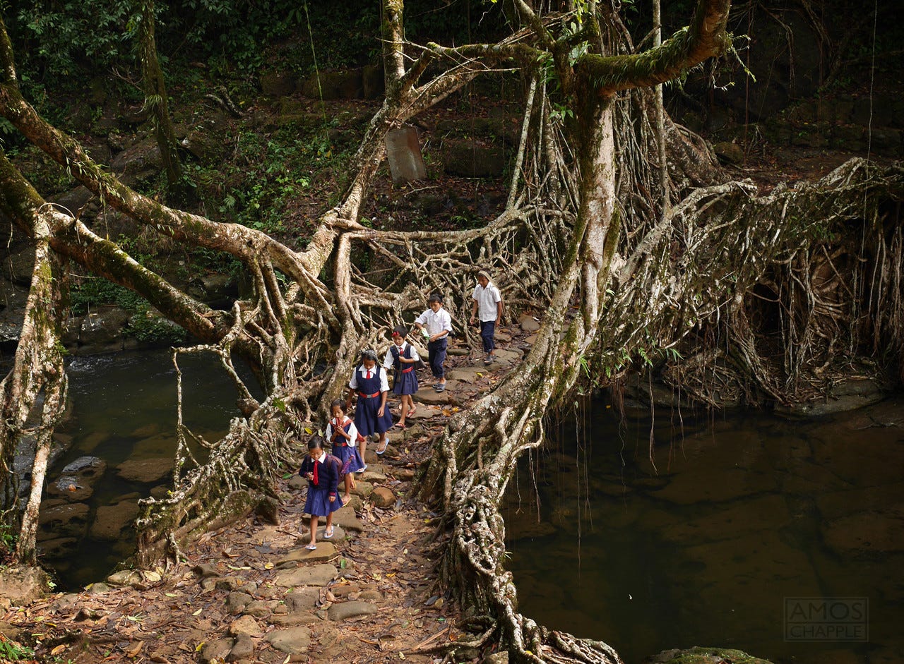Weekend Diversion: The Living Bridges Of India - Starts With A Bang ...