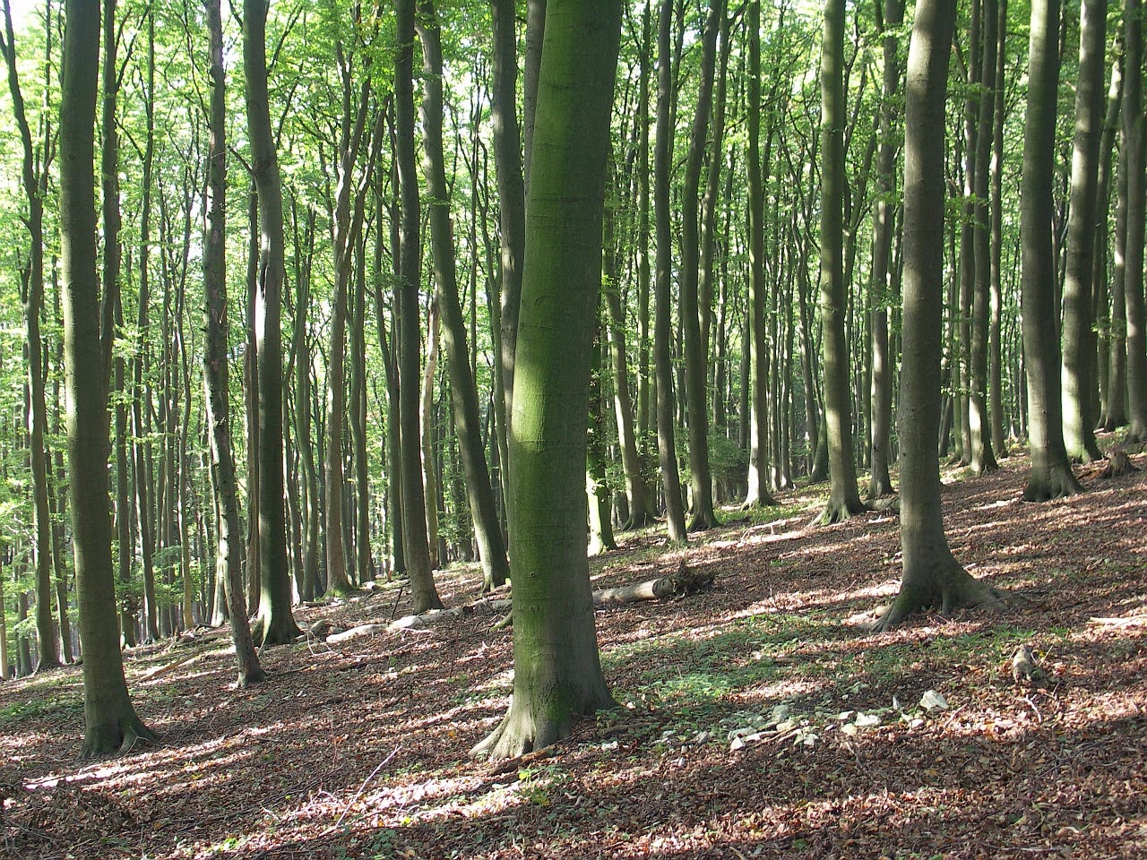 Private Forests — the Backbone of German Forest Landscapes | by Malin ...