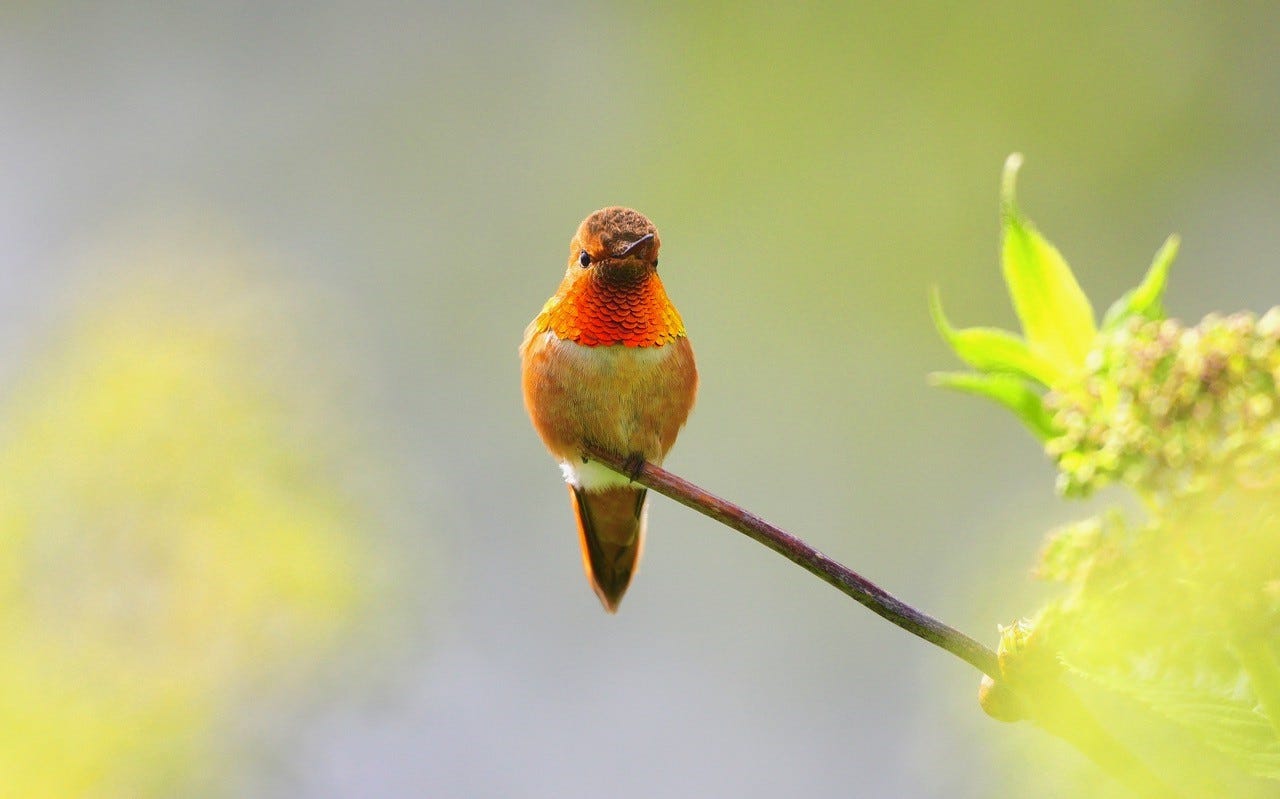 Alaska’s Fast and Furious. Rufous hummingbirds in the Far North | by U ...