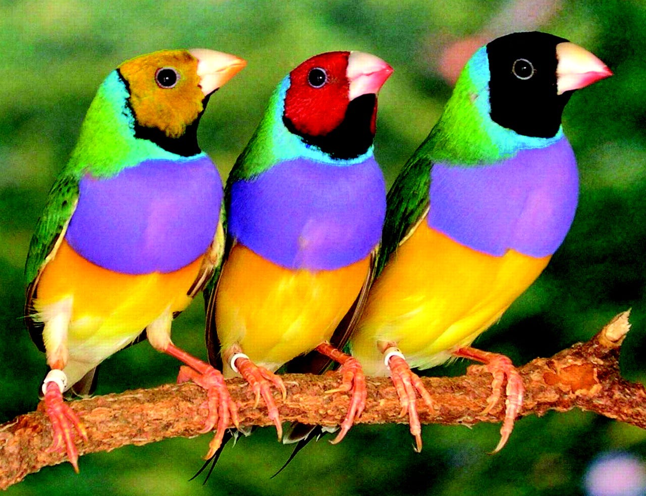 Plumage Colour Influences Choice Of Mates And Sex Of Chicks In Finches